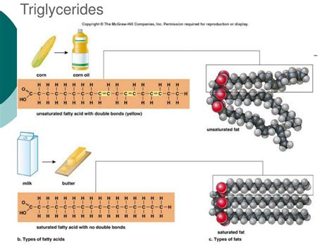 Ppt Anatomy I Unit 3 Basic Biochemistry Powerpoint Presentation