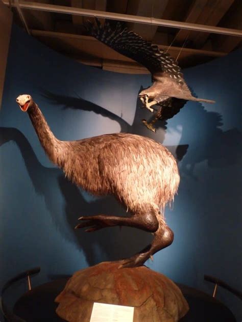 The Lost Giants Of New Zealand Exploring The Moa And Haasts Eagle