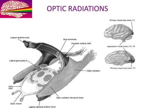Ppt Ocean Medical Center Powerpoint Presentation Free Download Id