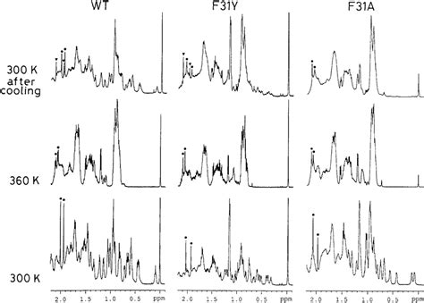 1 H Nmr Spectra At 500 Mhz Of Wild Type P2 Left Mutants F31y