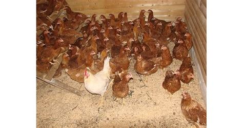 Куцотата и диарията при кокошки и пуйки може да са симптоми за заразно заболяване Български Фермер