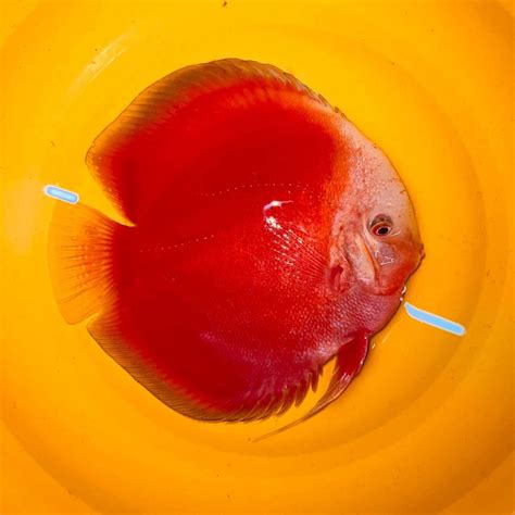 Super Red Valentine 14cm Bo Ozdiscus