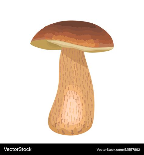 Cep Mushroom Royalty Free Vector Image Vectorstock