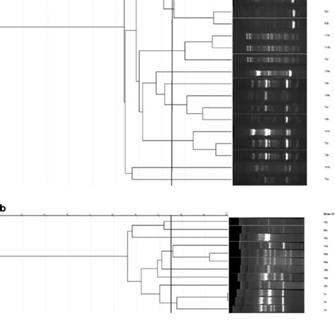 Dendrogramme To Demonstrate Potential Transfer From Mother To