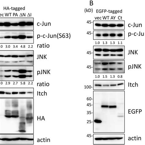 Detection Of Phosphorylated Jnk C Jun And Itch In Cells Expressing Download Scientific Diagram