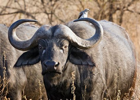 Afrikar Bufalo Wikipedia Entziklopedia Askea