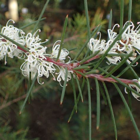 Silky Hakea Hakea Sericea Plant Care And How To Grow Water