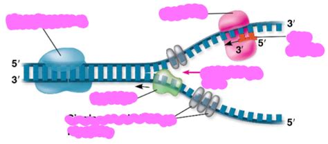 Unit Quiz AP BIO Diagram Quizlet