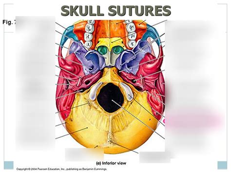 Bone Structure 3 Diagram Quizlet
