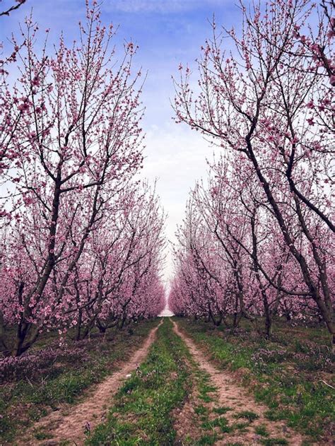 꽃이 만발한 나무가 있는 아름다운 봄 과수원 · 무료 스톡 사진