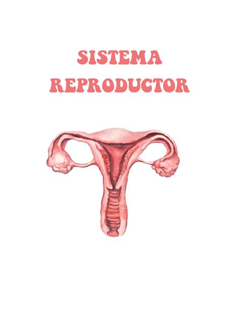 Sistema Reproductor Pdf Sistema Reproductivo La Sexualidad Humana