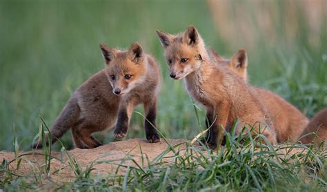 Fox Red There Are A Lot Of Rabbits Now Will There Be Foxes Warwick