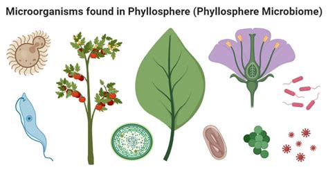 Isolation Of Phylloplane Microorganism Gaurav Singh