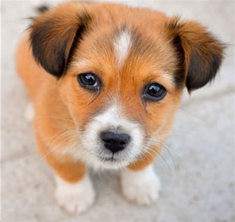 National Mutt Day Celebrating Mixed Breed Dogs Mutt Puppies Mixed