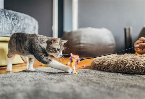 How Often Should You Play With Your Cat Aaha
