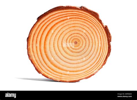 Small Cross Section Of A Tree Trunk With Age Rings Isolated On A White Background Education And
