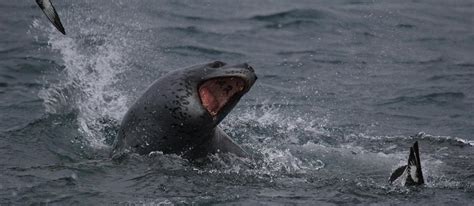 Leopard Seal Eating Penguin