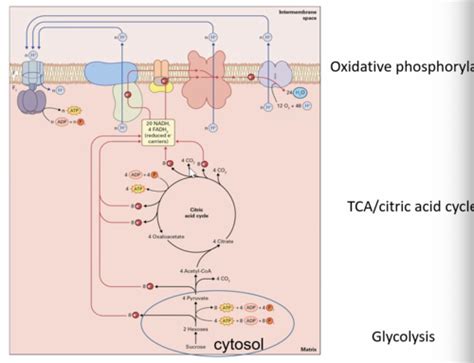 Cellular Respiration Flashcards Quizlet