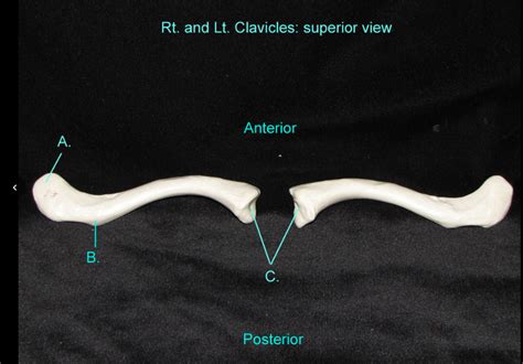Clavicle Superior View Diagram Quizlet
