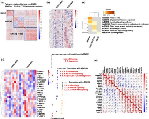 Proteins Correlated With Mmse Aβ1‐42aβ1‐40 And Rgsk‐3βts9 In