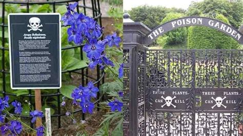 Poison Garden ప్రపంచంలోనే డేంజర్ గార్డెన్ ప్రాణాలు హరించే విషం