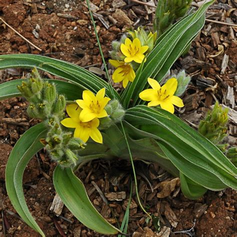 Hypoxis Hemerocallidea Wildflower Nursery