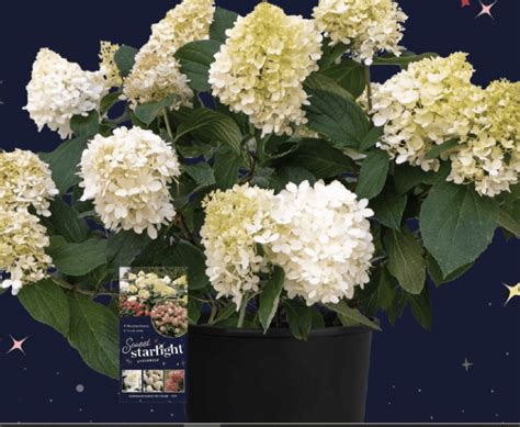 Hydrangea Sweet Starlight Greenhouse Product News