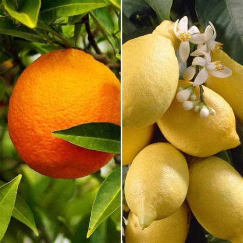 Orange And Lemon Trees Perfect Partners Roots Plants