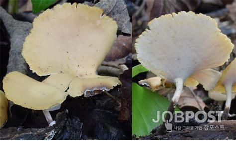 국립생물자원관 울릉도 신종 작은노란대구멍장이버섯 항염증 효과 확인 잡포스트jobpost