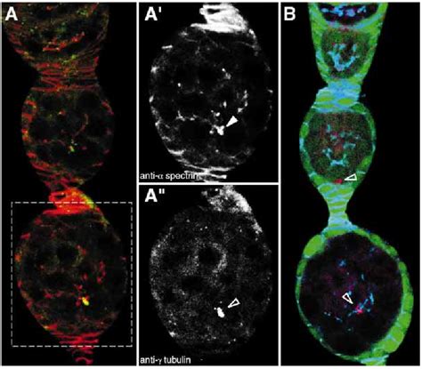Figure 2 From Centrosome Migration Into The Drosophila Oocyte Is Independent Of Bicd And Egl