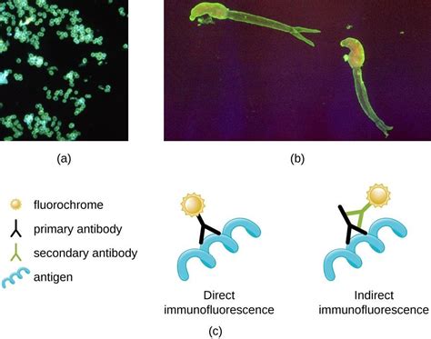 A Direct Fluorescent Antibody Test Requires Which Of The Following