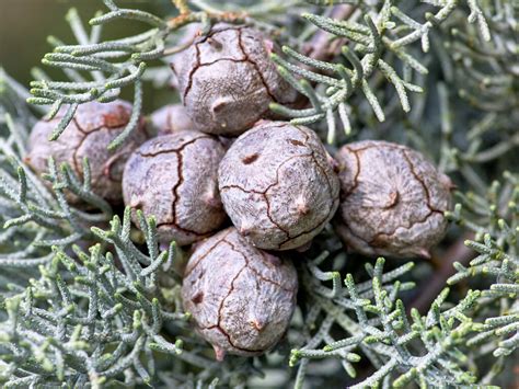 სანერგე სადარი • Nursery Sadari არიზონას კვიპაროსი Cupressus Arizonica Fastigiata 📍