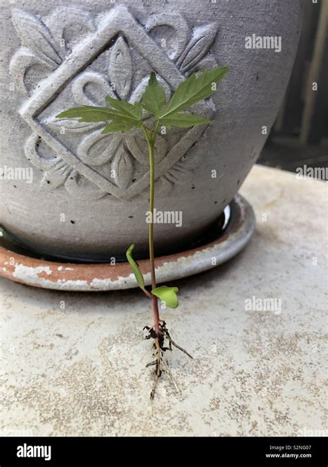 Tree Seedling Saplings Stock Photo Alamy
