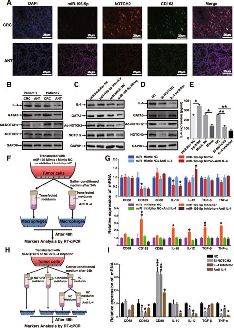 Mir 195 5p Inhibits M2 Like Tam Activation And Recruitment A