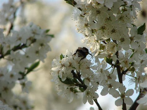 Spring Flowers With Visitor R Spring