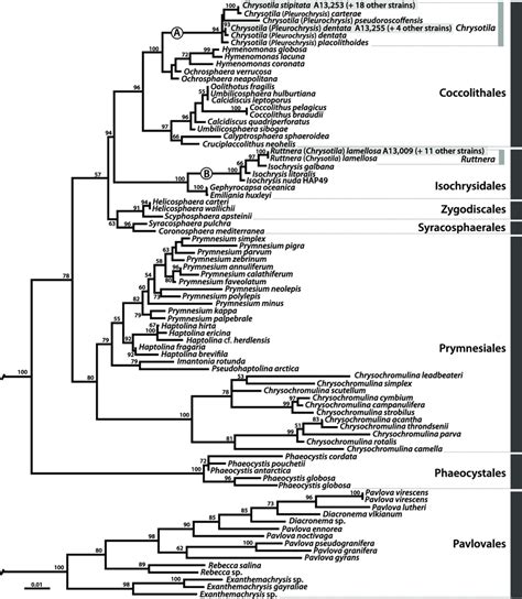 maximum likelihood phylogenetic tree based on combined lsu and ssu rrna