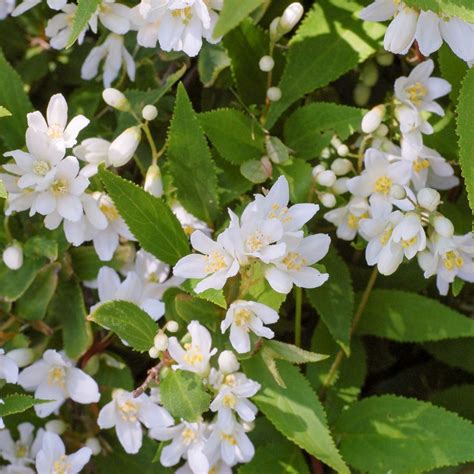 Deutzia Gracilis Nikko Barnsdale Gardens