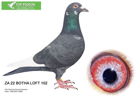 Lot 21 Botha Lofts Za 22 Botha Loft 102 Black Wf Sire 199323 Za 19