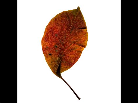 Img1 Dying Leaf Colours By David Bolam Leighton Buzzard Photographic Club