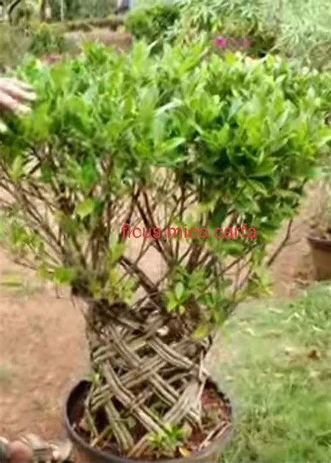 Well Watered Green Ficus Microcarpa Tree For Garden March To May At