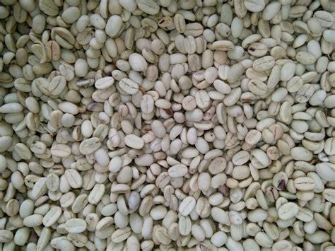 Java Preanger Premium Green Bean Agro Indonesia