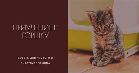 Как приучить котенка испражнятся в нужном месте - Как сделать?