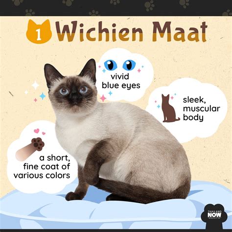 Felicitous Felines Beliefs About Thai Cats And Breed Characteristics
