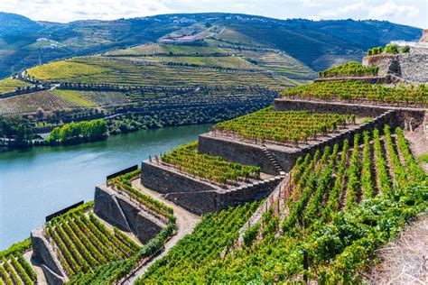Portugal Wine Tour Fine Vintage