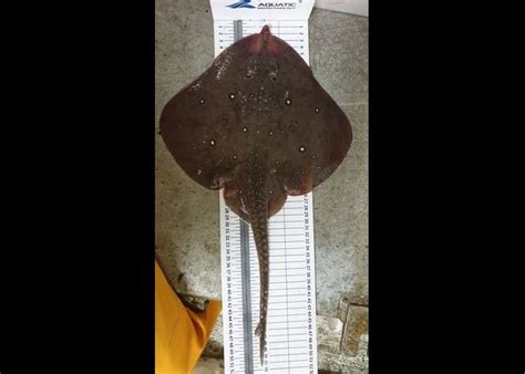 Leucoraja Circularis Guide Of Mediterranean Skates And Rays