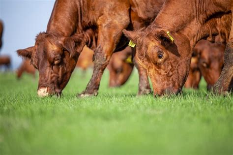 Premium Photo Close Up View Of Beef Cattle Grazing Outside The Farm
