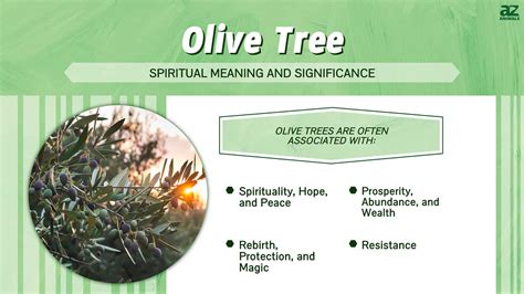 Olive Tree Symbol