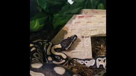 Misty The Mystic Ball Python Youtube