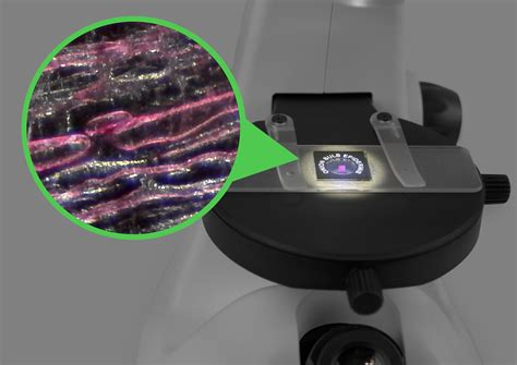 Plugable 800x Inverted Digital Optical Usb Microscope ~ Plugable Technologies