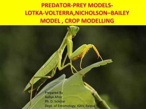 Predator Prey Models Lotka Voltera Model Nicholson Bailey Model